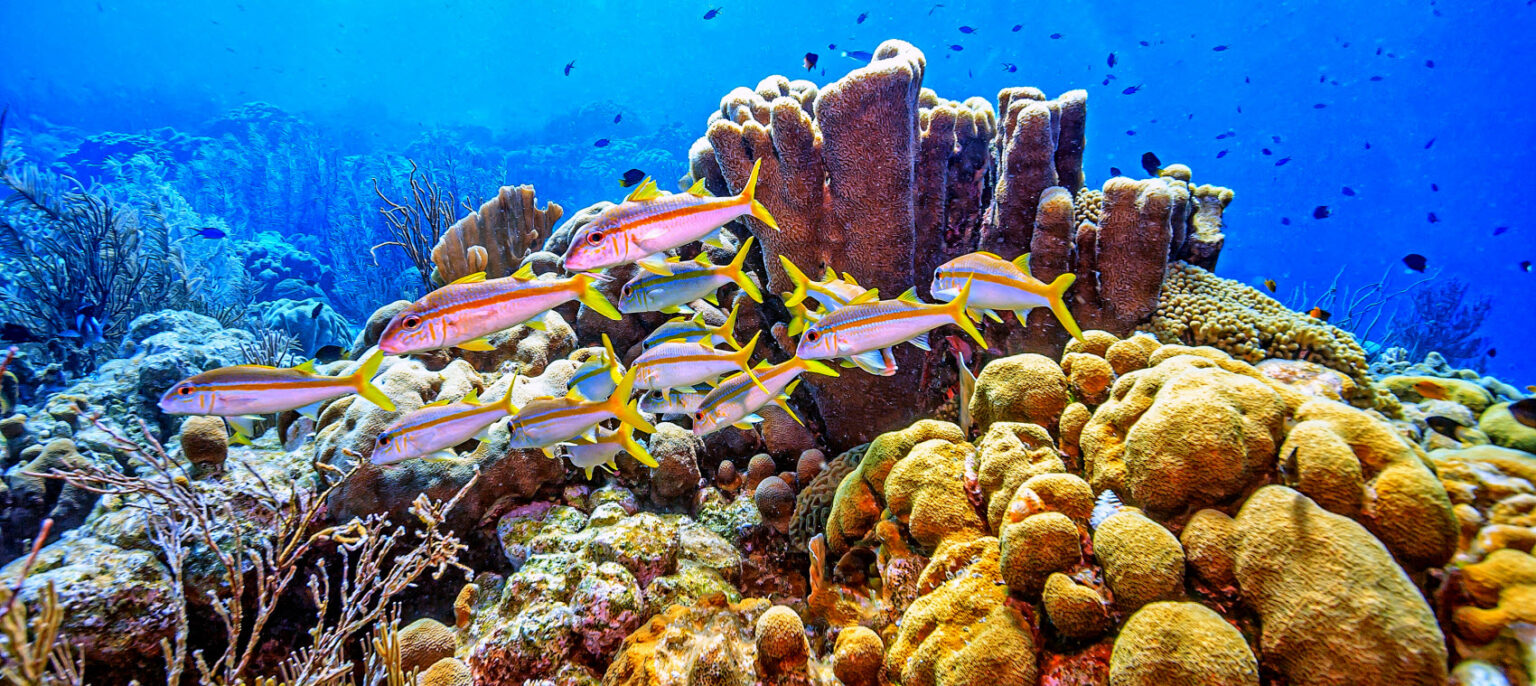 ABC Inseln - Urlaub in Aruba, Bonaire und Curacao